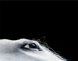 “Equus” Photo Series by Tim Flach | Daily design inspiration for ...