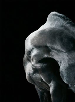 “Equus” Photo Series by Tim Flach | Daily design inspiration for ...
