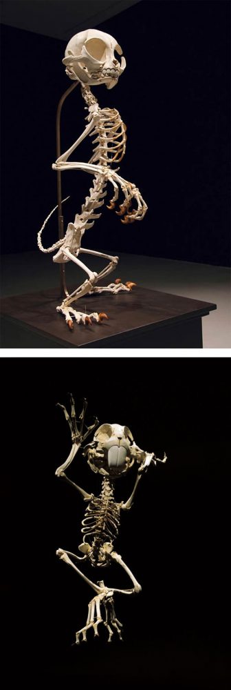 Animatus: Realistic Skeletons of Famous Cartoon Characters by Hyungkoo ...