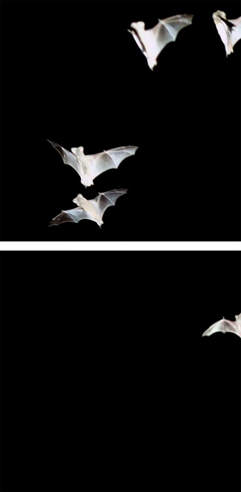 Untitled Bat Study by Matt Rainwaters | Daily design inspiration for ...