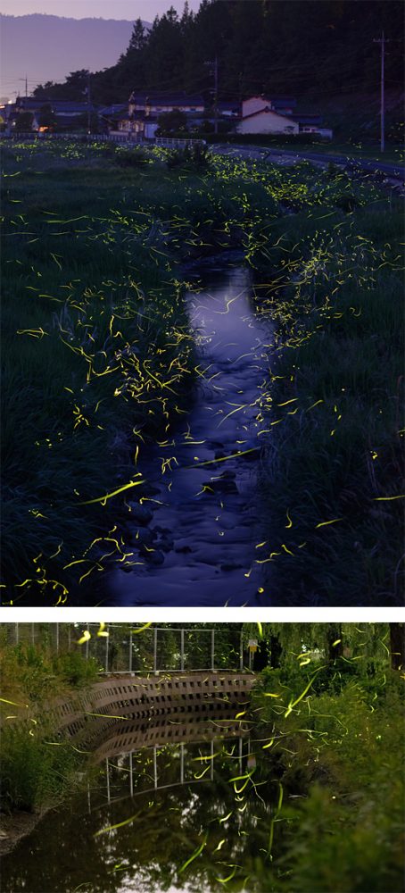 Firefly Trails: Photography by Tsuneaki Hiramatsu | Daily design ...