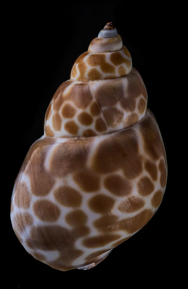 Awe-Inspiring Seashell Photos by Bill Gracey | Daily design inspiration ...