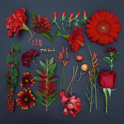 Arrangements: Neatly Organized Photos by Emily Blincoe | Daily design ...