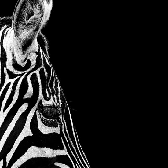 Monochrome Animal Photography by Lukas Holas | Daily design inspiration ...
