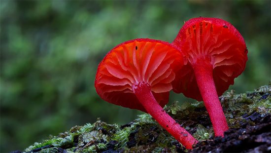 Amazing Fungi: Photography by Steve Axford | Daily design inspiration ...