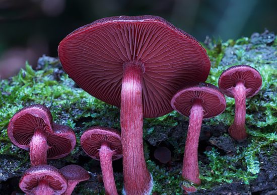 Amazing Fungi: Photography by Steve Axford | Daily design inspiration ...