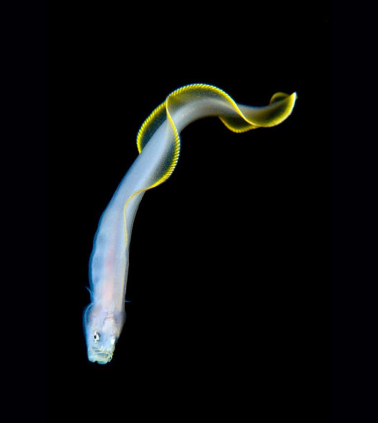 Blackwater: Photos of Glowing Creatures by Joshua Lambus | Daily design ...