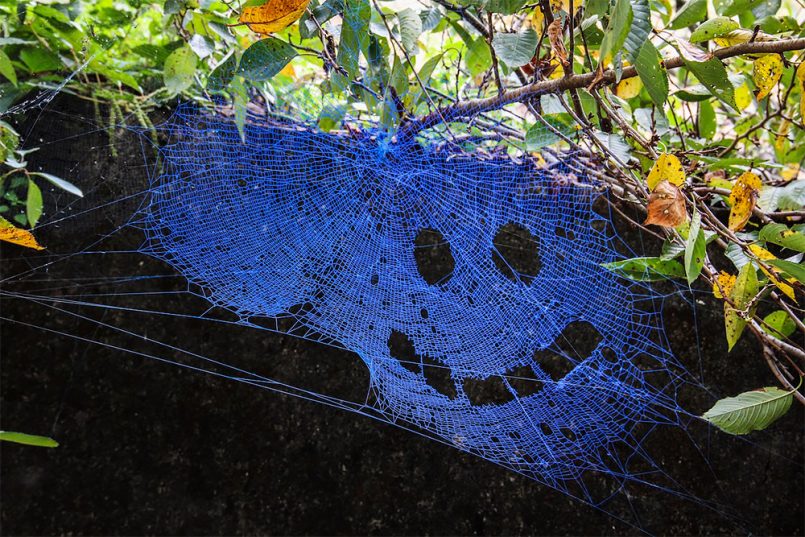 Spiderweb Artworks by Michael Anthony Simon | Daily design inspiration ...