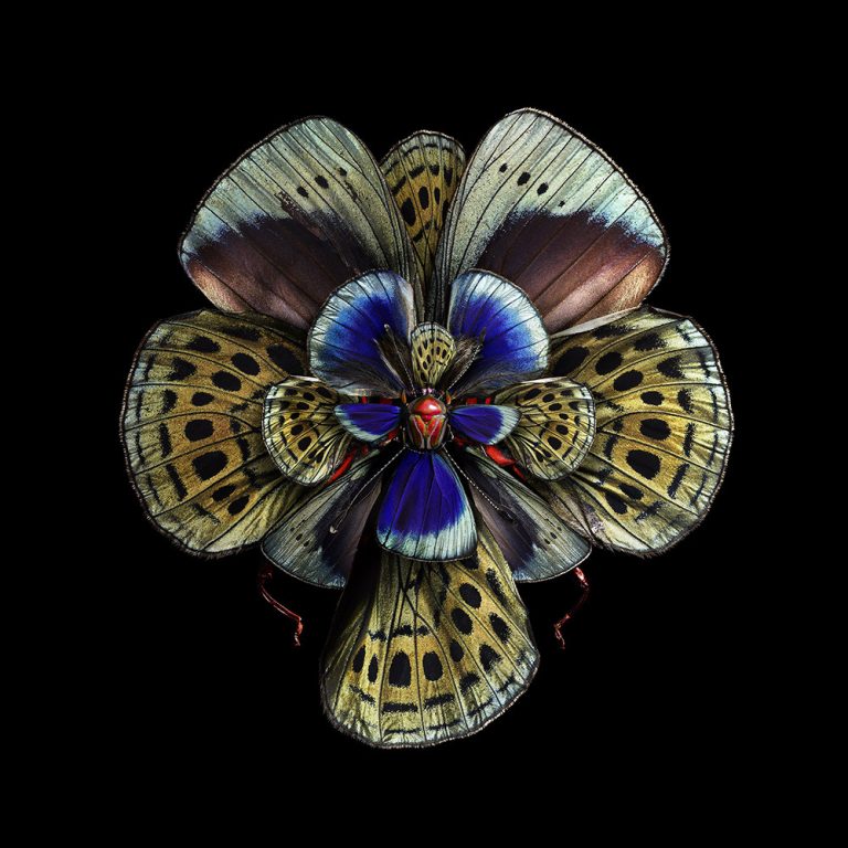 Mimesis: Blooms of Insect Wings by Photographer Seb Janiak | Daily ...
