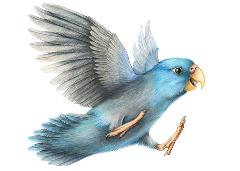 Beautiful Bird Drawings by Ankat Hermanns | Daily design inspiration ...