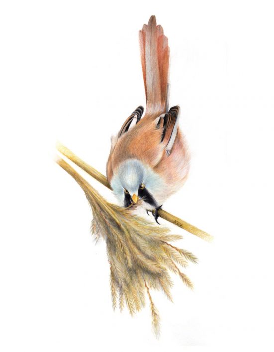 Beautiful Bird Drawings by Ankat Hermanns | Daily design inspiration ...