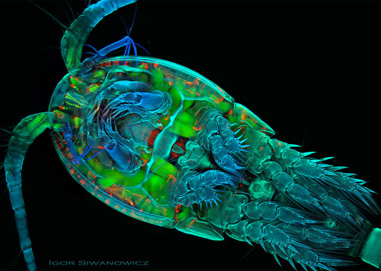 Microscopic Photography by Igor Siwanowicz | Daily design inspiration ...