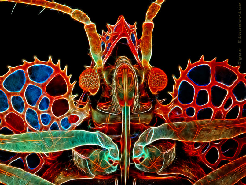 Microscopic Photography by Igor Siwanowicz | Daily design inspiration ...