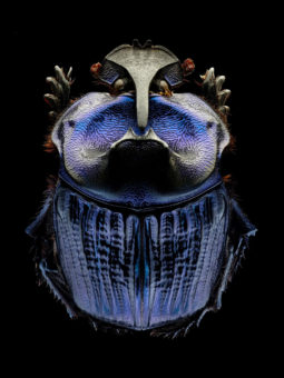 Microsculptures: Insect Portraits by Levon Biss | Daily design ...