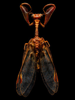 Microsculptures: Insect Portraits by Levon Biss | Daily design ...