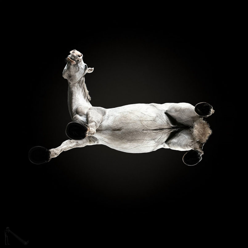 Underlook: Animals seen from below by Andrius Burba | Daily design ...