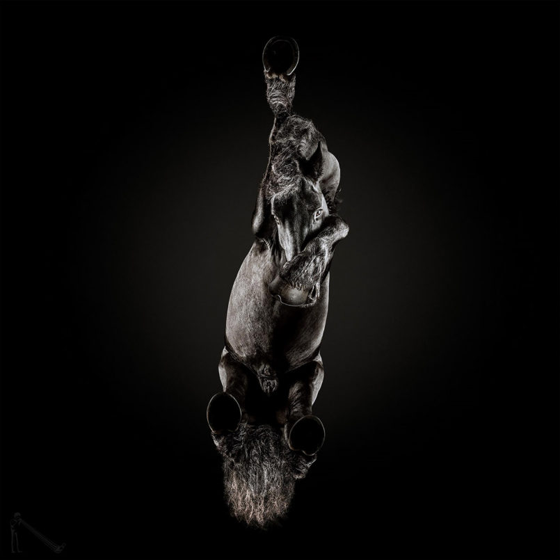 Underlook: Animals seen from below by Andrius Burba | Daily design ...