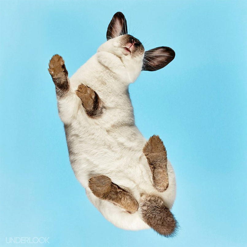 Underlook: Animals seen from below by Andrius Burba | Daily design ...