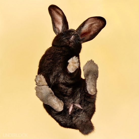 Underlook: Animals seen from below by Andrius Burba | Daily design ...