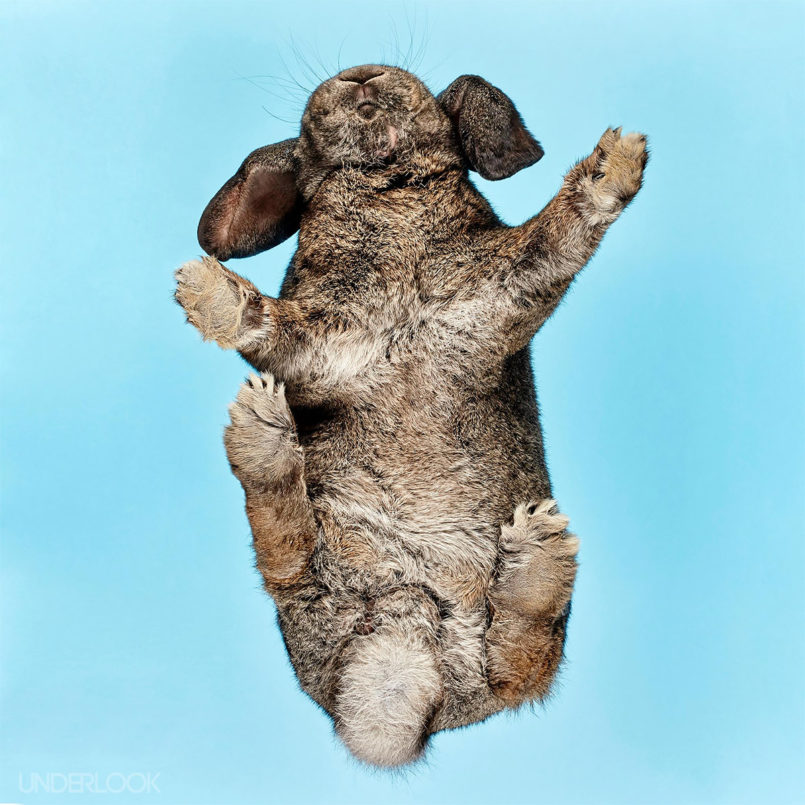 Underlook: Animals seen from below by Andrius Burba | Daily design ...