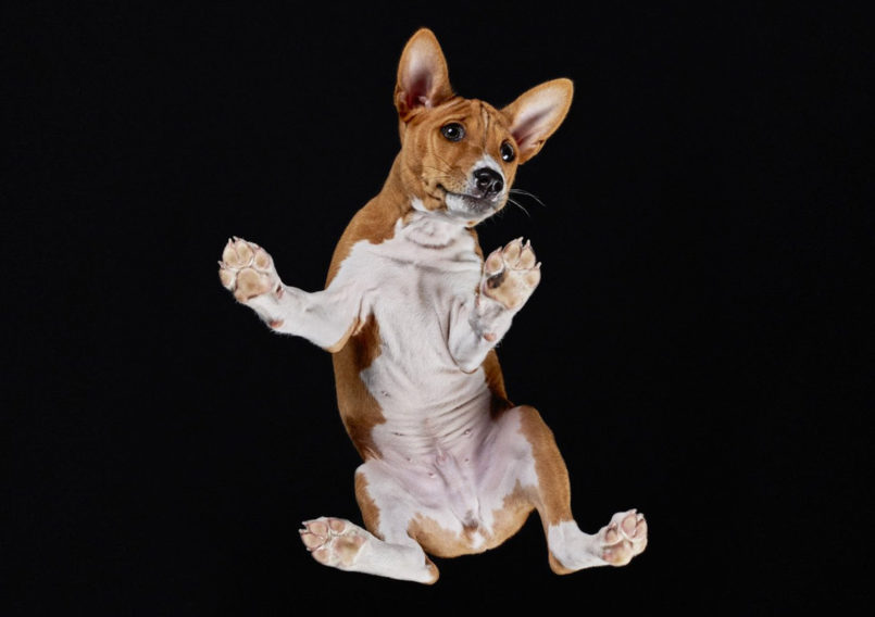 Underlook: Animals seen from below by Andrius Burba | Daily design ...