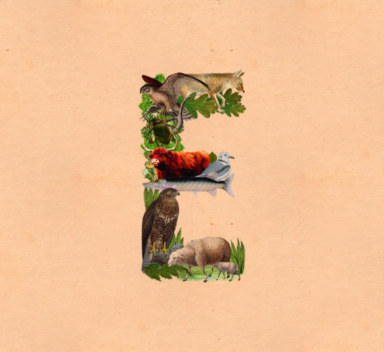 Early Birds: Creative Lettering by Pat Simons | Daily design ...