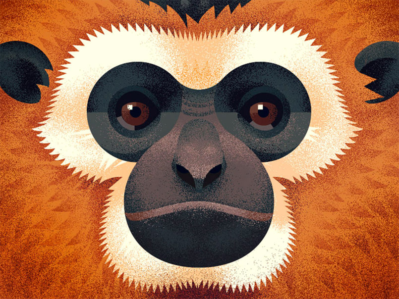 Old World Monkeys: Illustrations by Anano Miminoshvili | Daily design ...