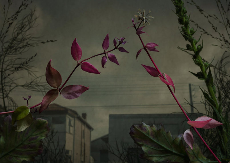 Botanical Inquiry: Photography Series by Daniel Shipp | Daily design ...