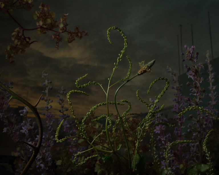 Botanical Inquiry: Photography Series by Daniel Shipp | Daily design ...