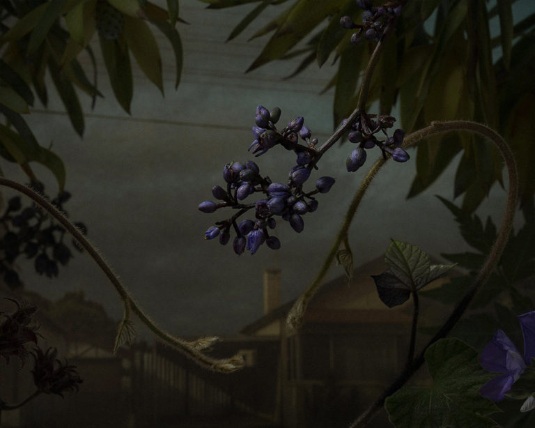 Botanical Inquiry: Photography Series by Daniel Shipp | Daily design ...