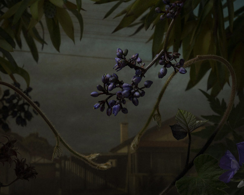 Botanical Inquiry: Photography Series by Daniel Shipp | Daily design ...