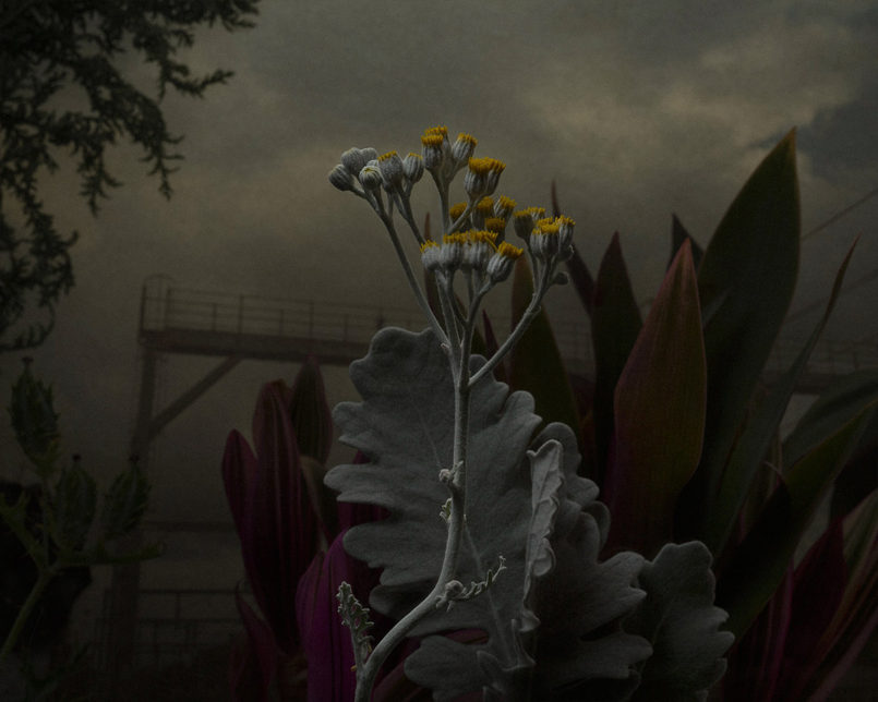 Botanical Inquiry: Photography Series by Daniel Shipp | Daily design ...