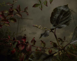 Botanical Inquiry: Photography Series by Daniel Shipp | Daily design ...