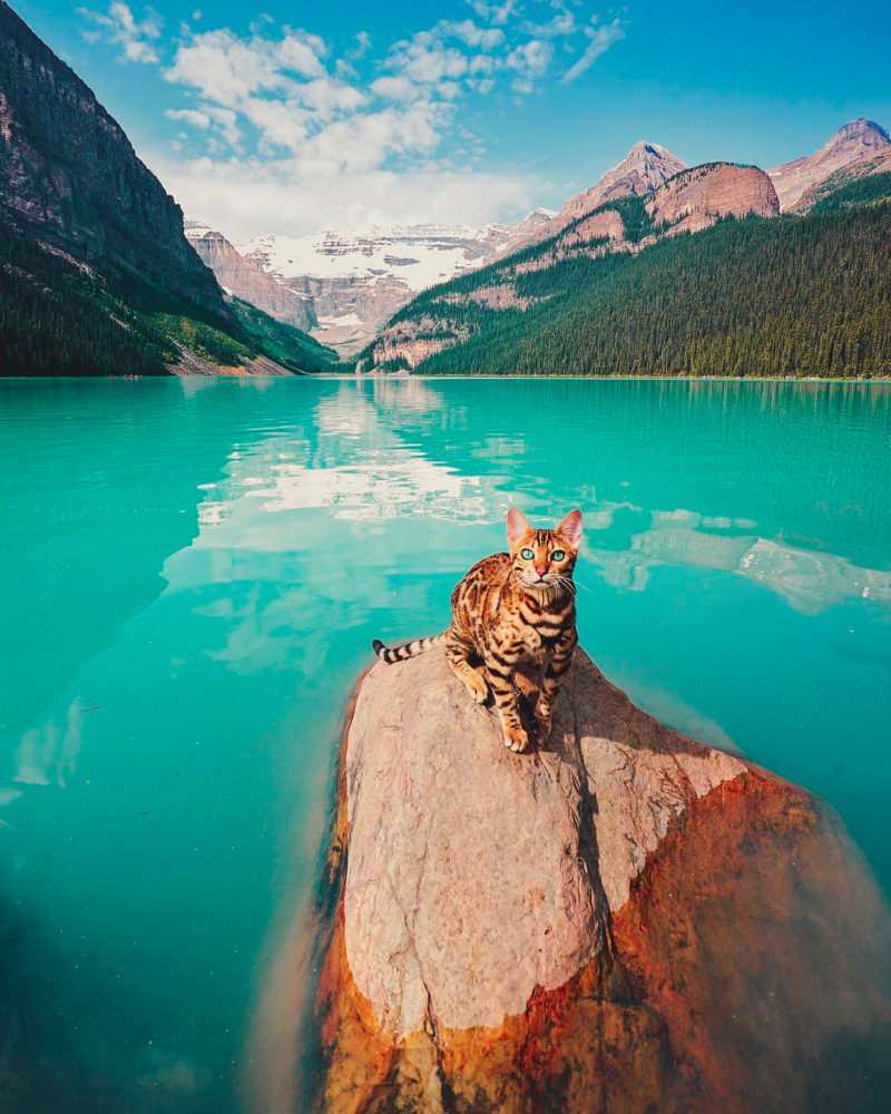 The Adventures of Suki The Cat | Daily design inspiration for creatives ...