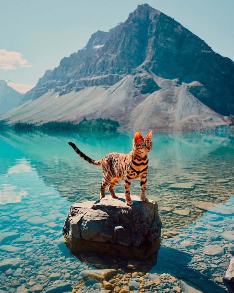 The Adventures of Suki The Cat | Daily design inspiration for creatives ...