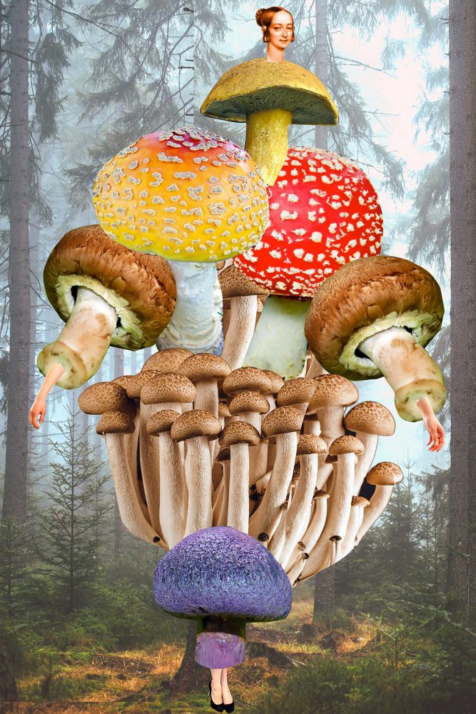 Imaginary Beings: Fantastic Collages by Johanna Goodman | Daily design ...