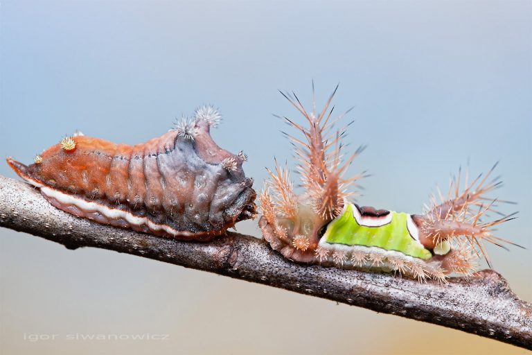 Macro Photos of Caterpillars by Igor Siwanowicz | Daily design ...