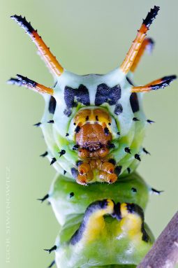 Macro Photos of Caterpillars by Igor Siwanowicz | Daily design ...