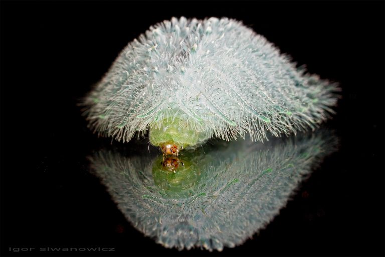 Macro Photos of Caterpillars by Igor Siwanowicz | Daily design ...