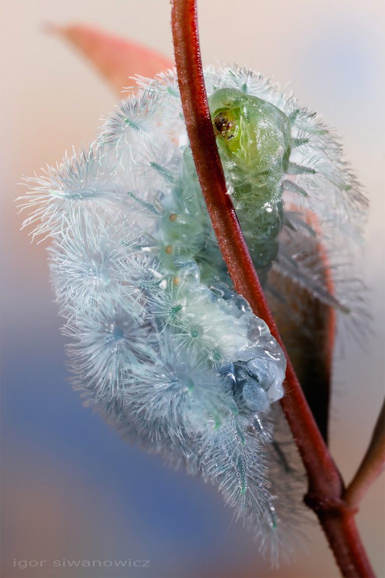 Macro Photos of Caterpillars by Igor Siwanowicz | Daily design ...