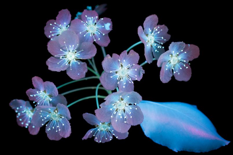 Sparkling Blooms: Ultraviolet Photography by Craig Burrows | Daily ...