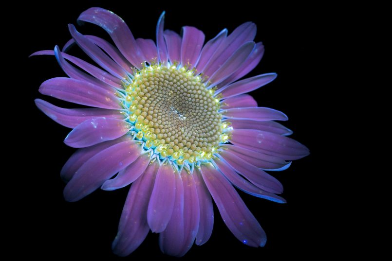 Sparkling Blooms: Ultraviolet Photography by Craig Burrows | Daily ...