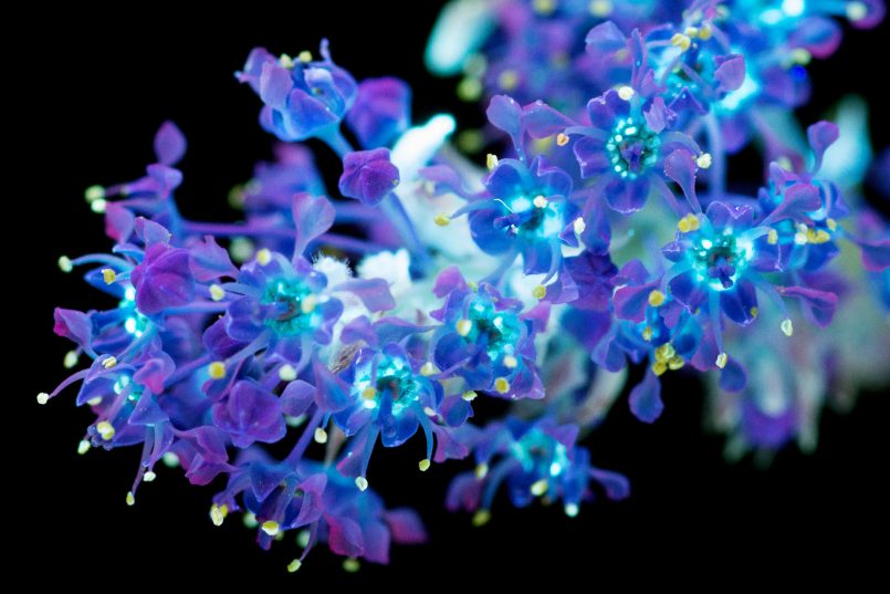 Sparkling Blooms: Ultraviolet Photography by Craig Burrows | Daily ...