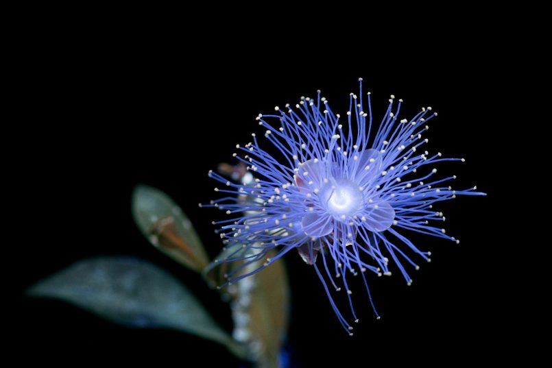 Sparkling Blooms: Ultraviolet Photography by Craig Burrows | Daily ...
