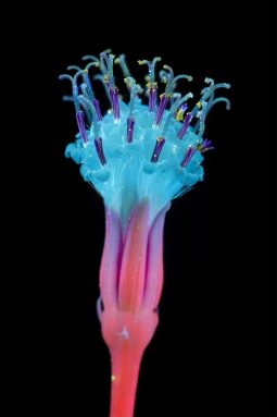 Sparkling Blooms: Ultraviolet Photography by Craig Burrows | Daily ...