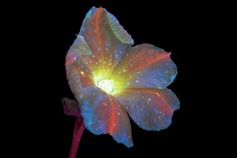 Sparkling Blooms: Ultraviolet Photography by Craig Burrows | Daily ...