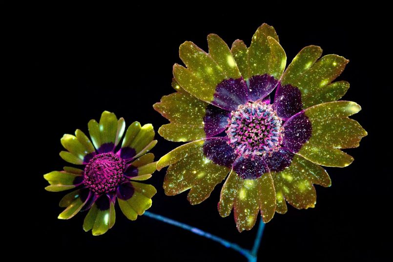 Sparkling Blooms: Ultraviolet Photography by Craig Burrows | Daily ...