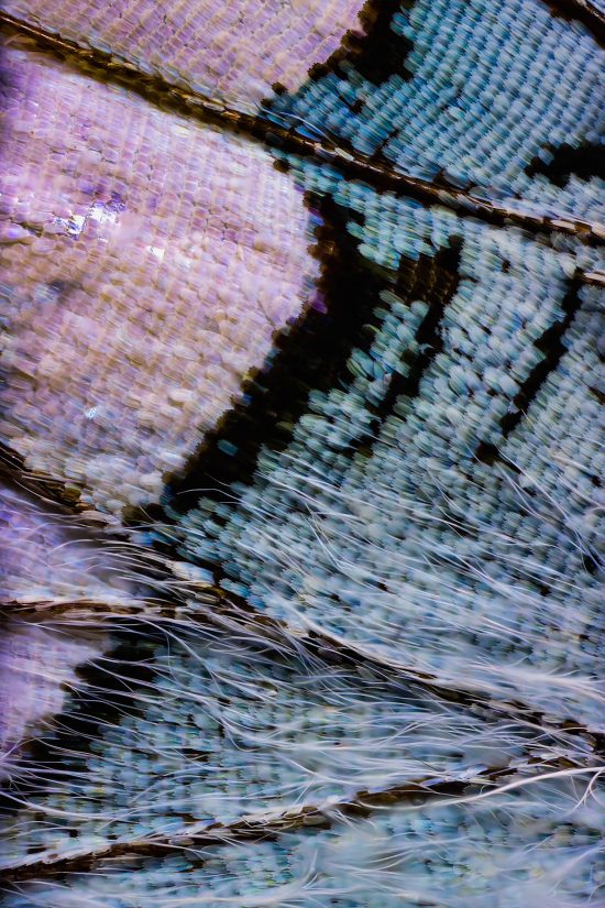 Macro Photos of Butterfly Wings by Chris Perani | Daily design ...