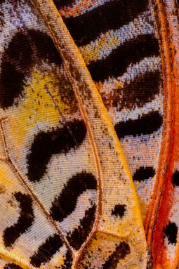 Macro Photos of Butterfly Wings by Chris Perani | Daily design ...