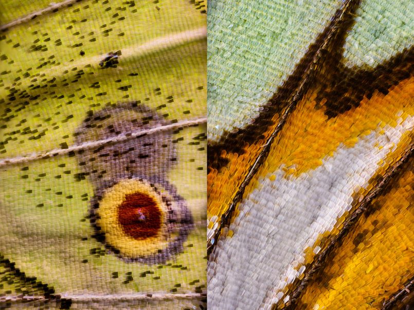 Macro Photos of Butterfly Wings by Chris Perani | Daily design ...